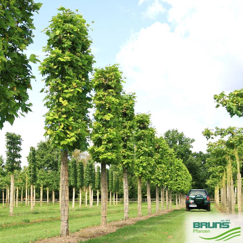 Platanus acerifolia, Ahornblättrige Platane von Bruns Pflanzen