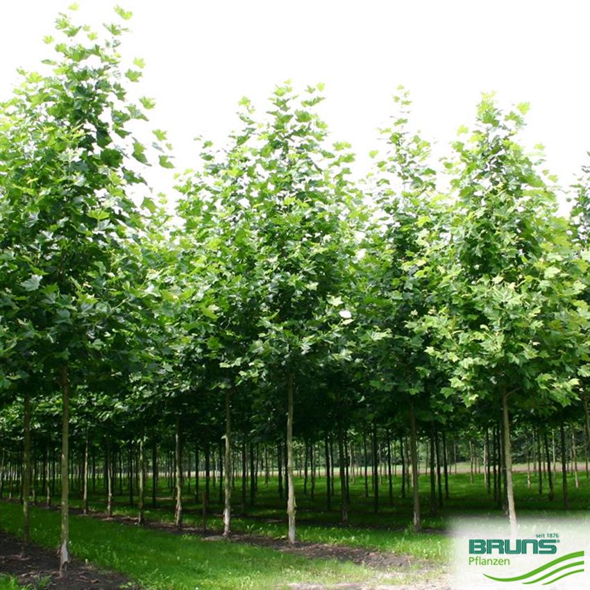 Platanus acerifolia, Ahornblättrige Platane von Bruns Pflanzen