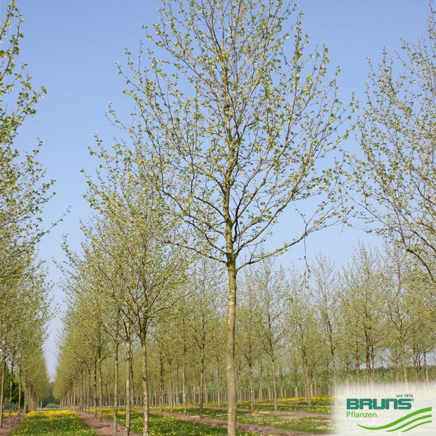 Platanus acerifolia, Ahornblättrige Platane von Bruns Pflanzen