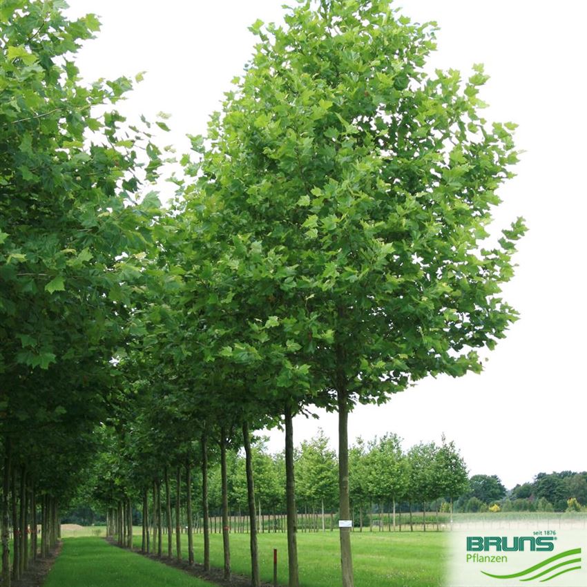Platanus acerifolia, Ahornblättrige Platane von Bruns Pflanzen
