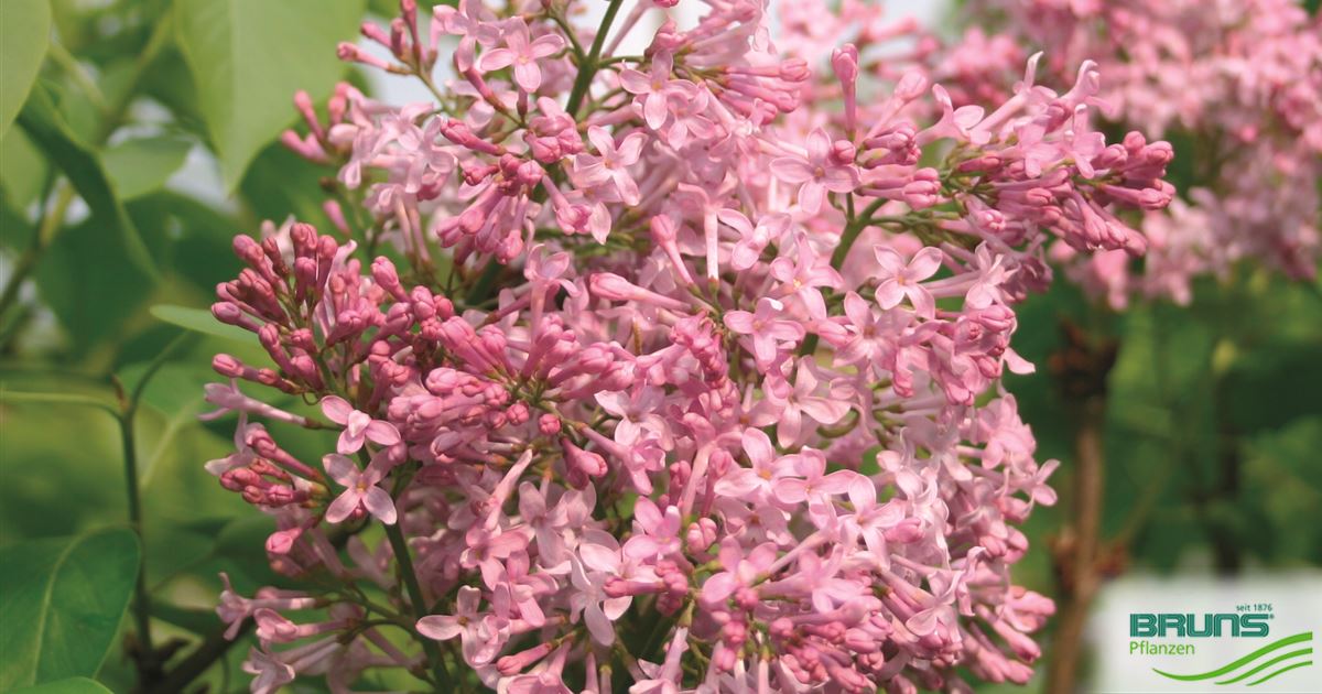 Syringa hyacinth. 'California Rose' von Bruns Pflanzen