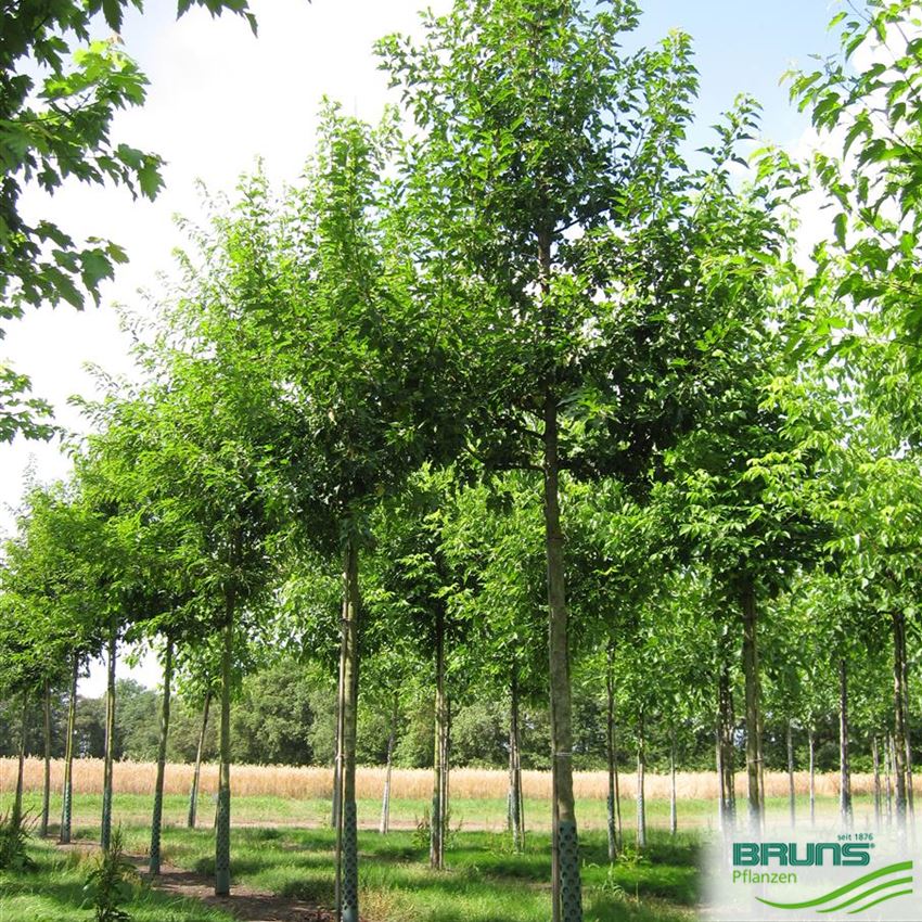 Acer ginnala, Amur maple von Bruns Pflanzen