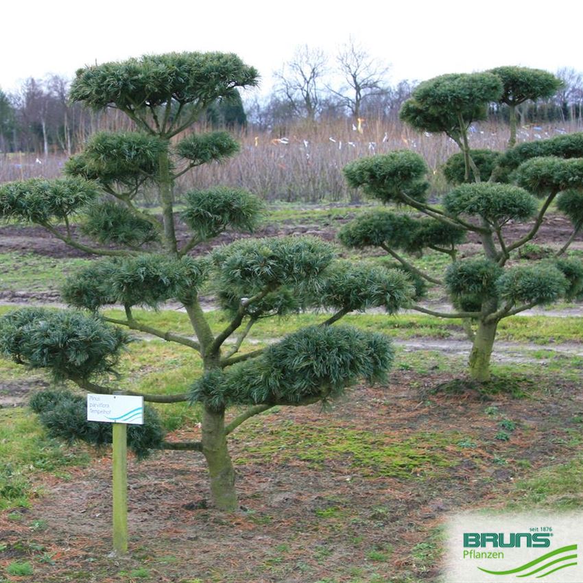 Pinus parviflora 'Tempelhof' von Bruns Pflanzen
