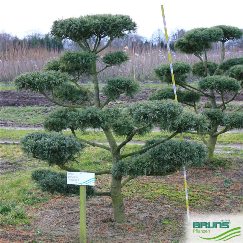 Pinus parviflora 'Tempelhof' von Bruns Pflanzen
