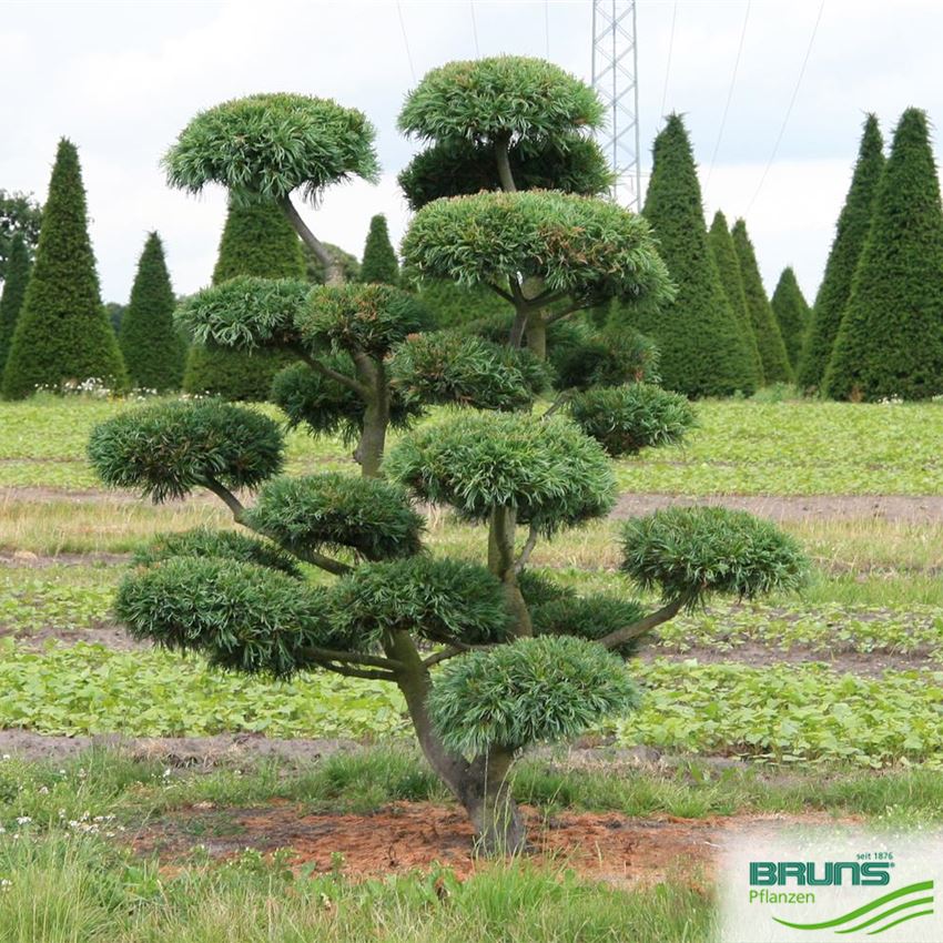 Pinus parviflora 'Tempelhof' von Bruns Pflanzen