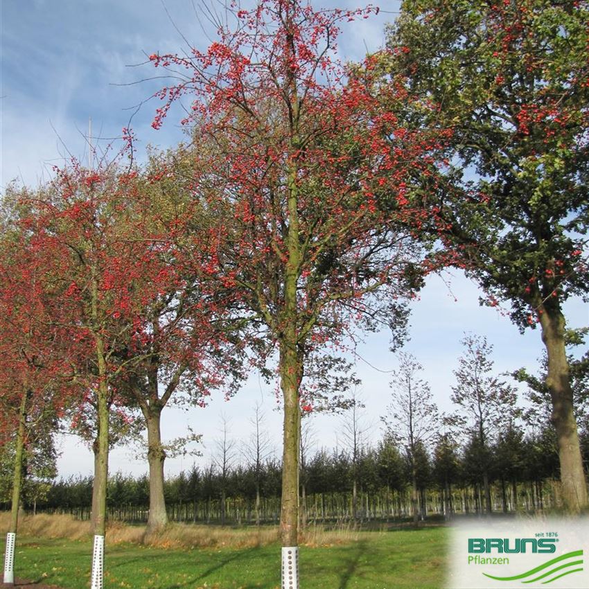 Malus 'Red Splendor' von Bruns Pflanzen