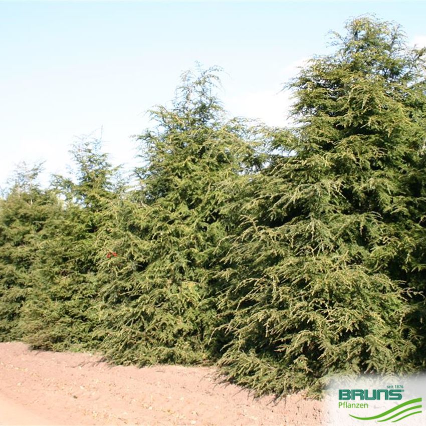 Tsuga canadensis, Eastern hemlock von Bruns Pflanzen