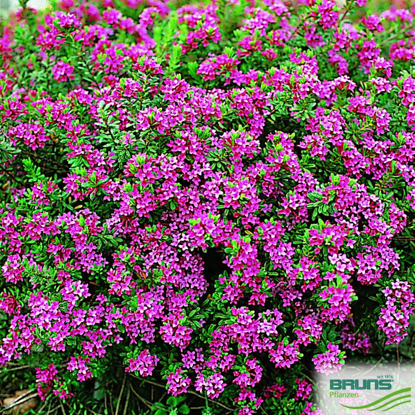 Daphne cneorum, Garland flower von Bruns Pflanzen