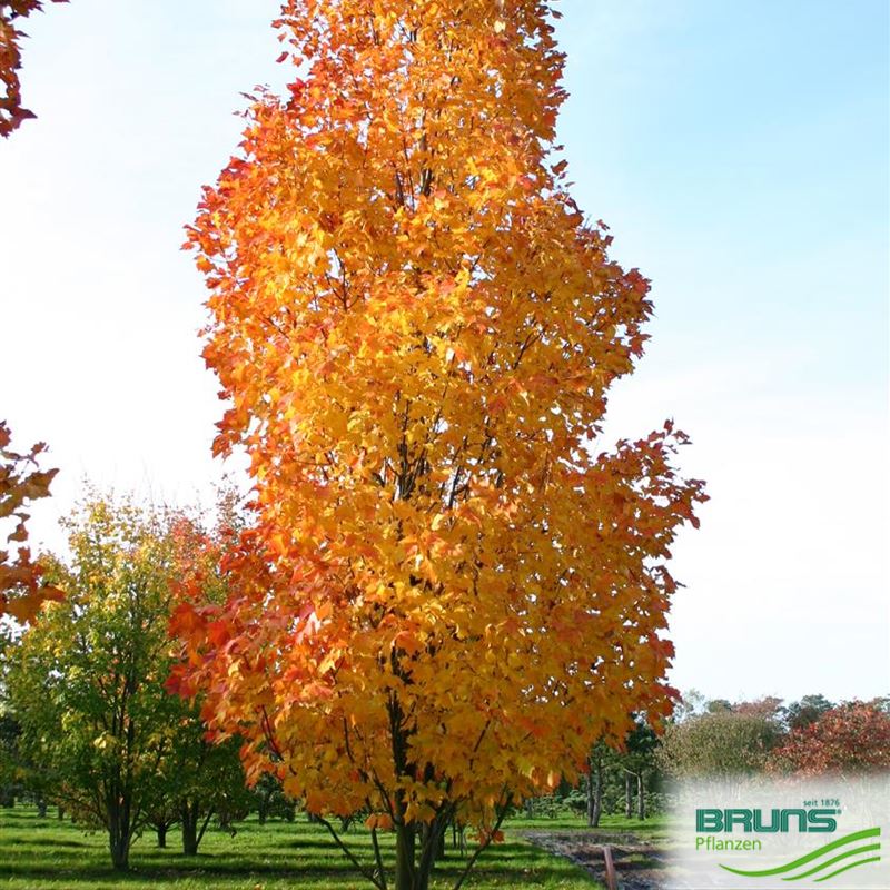 Acer rubrum 'Scanlon' von Bruns Pflanzen