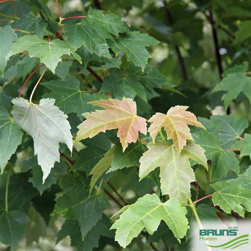 Acer rubrum 'Scanlon' von Bruns Pflanzen