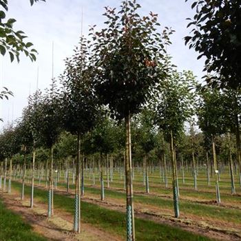 Malus 'Red Splendor' von Bruns Pflanzen
