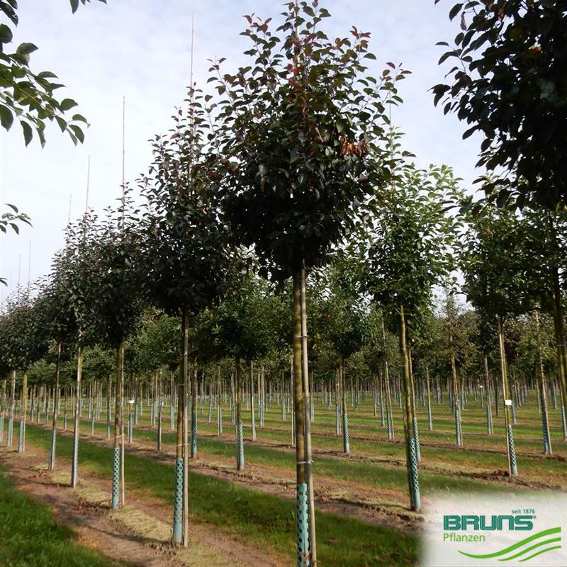 Malus 'Red Splendor' von Bruns Pflanzen