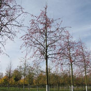 Malus 'Red Splendor' von Bruns Pflanzen
