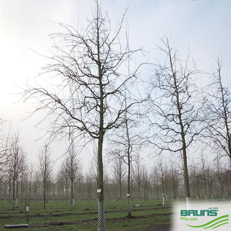 Malus 'Red Splendor' von Bruns Pflanzen