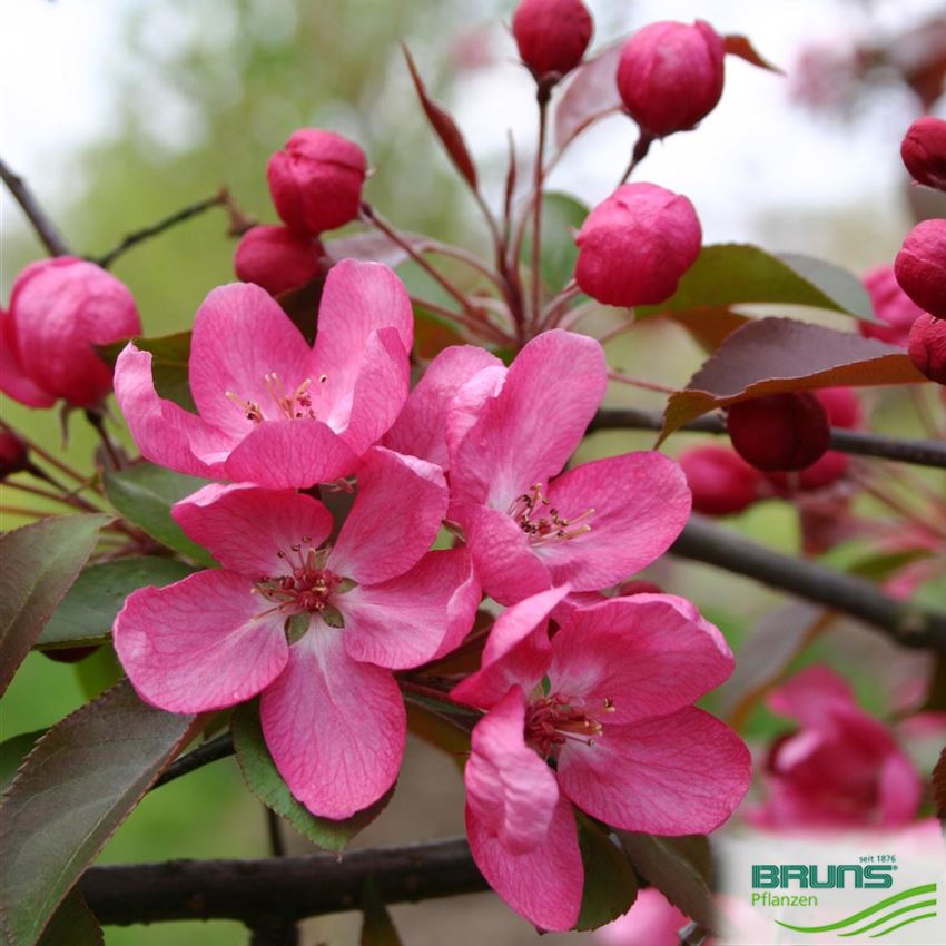 Malus 'Rudolph' von Bruns Pflanzen