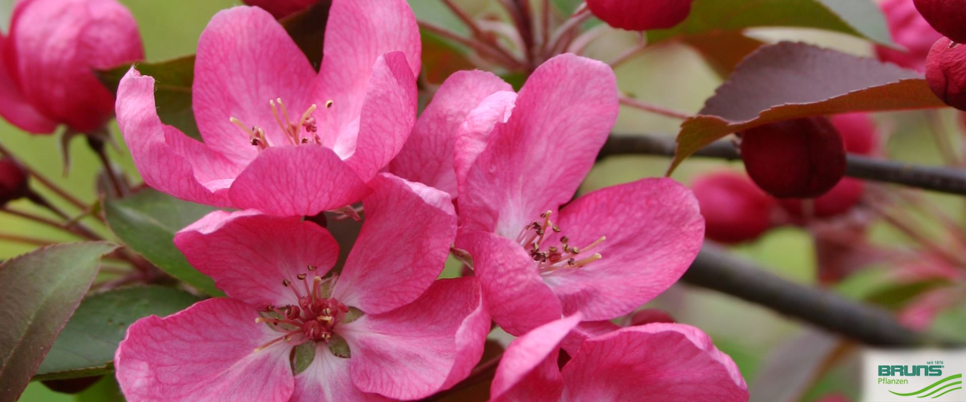 Malus 'Rudolph' von Bruns Pflanzen