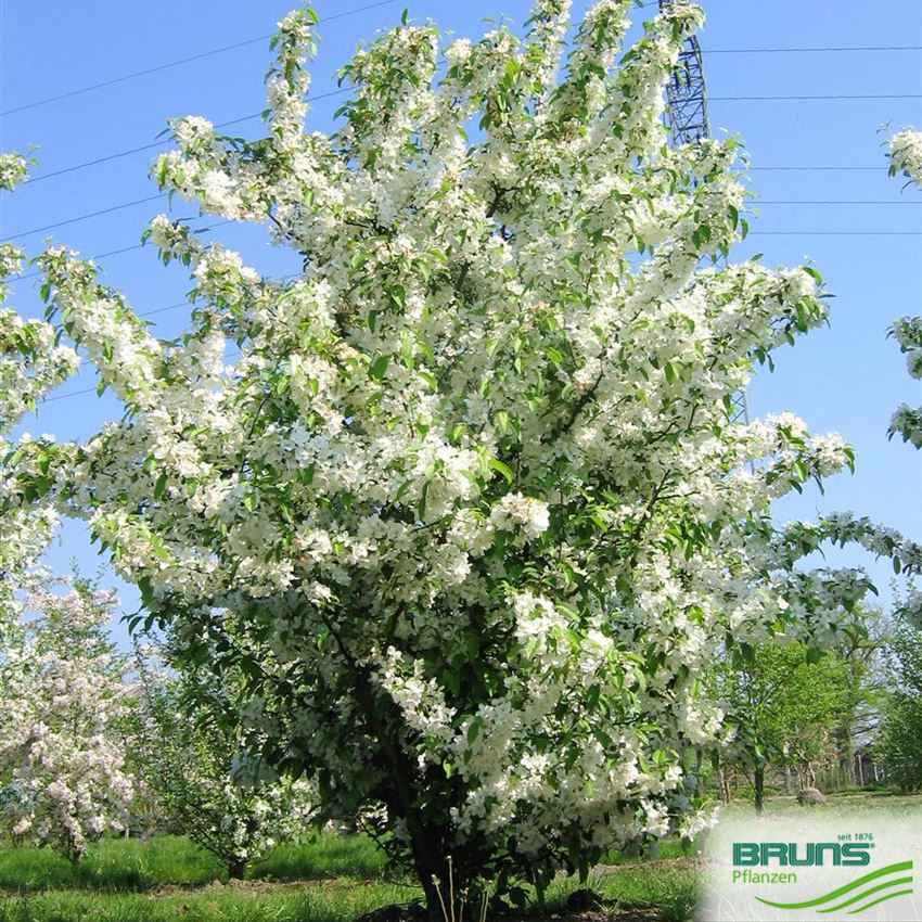 Malus 'David' von Bruns Pflanzen