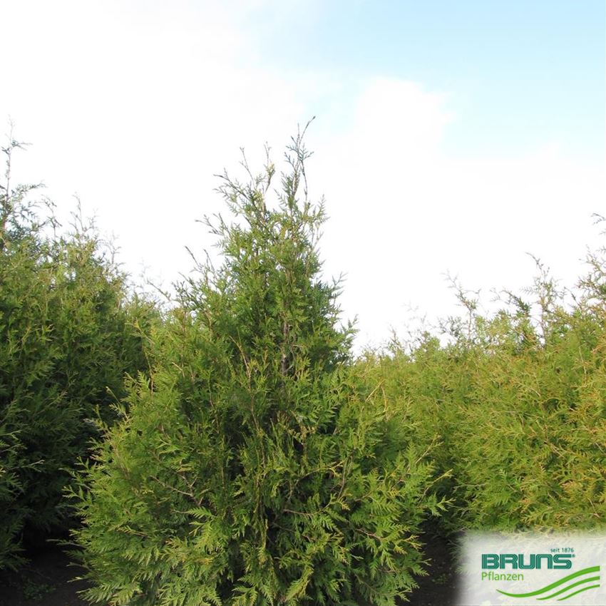 Thuja plicata 'Aurescens' von Bruns Pflanzen
