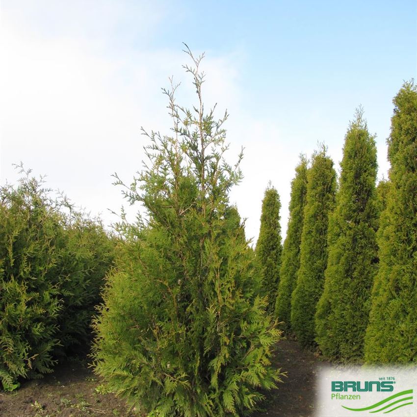 Thuja plicata 'Aurescens' von Bruns Pflanzen