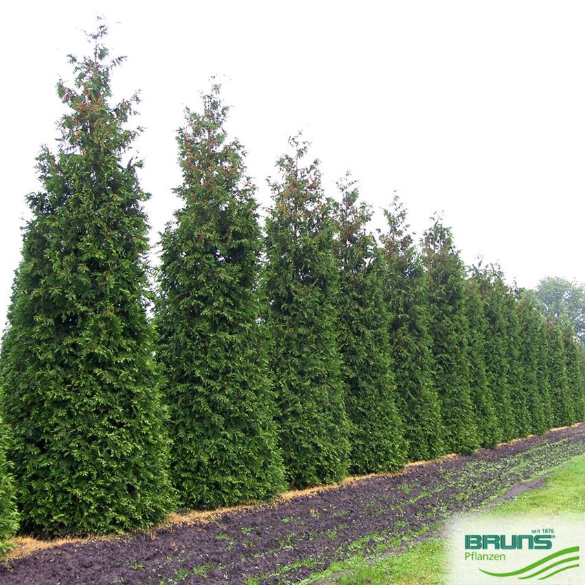 Thuja plicata 'Aurescens' von Bruns Pflanzen