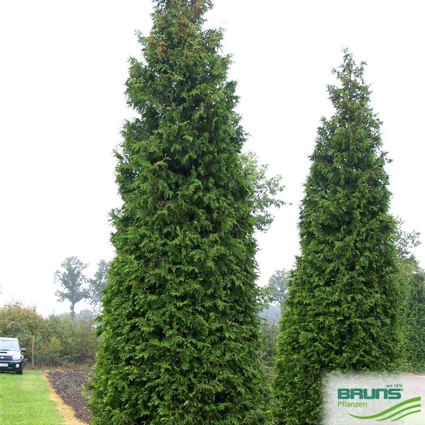 Thuja plicata 'Aurescens' von Bruns Pflanzen