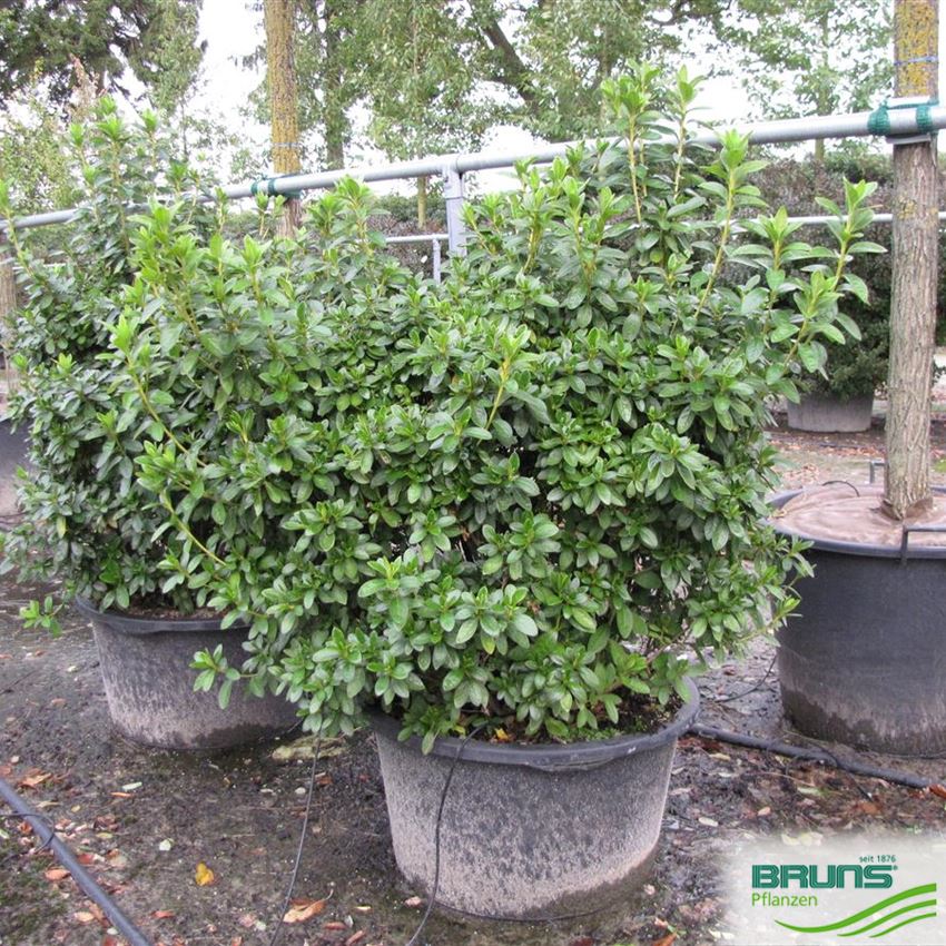 Jap. Azalea kl.bl. 'Treasure' von Bruns Pflanzen