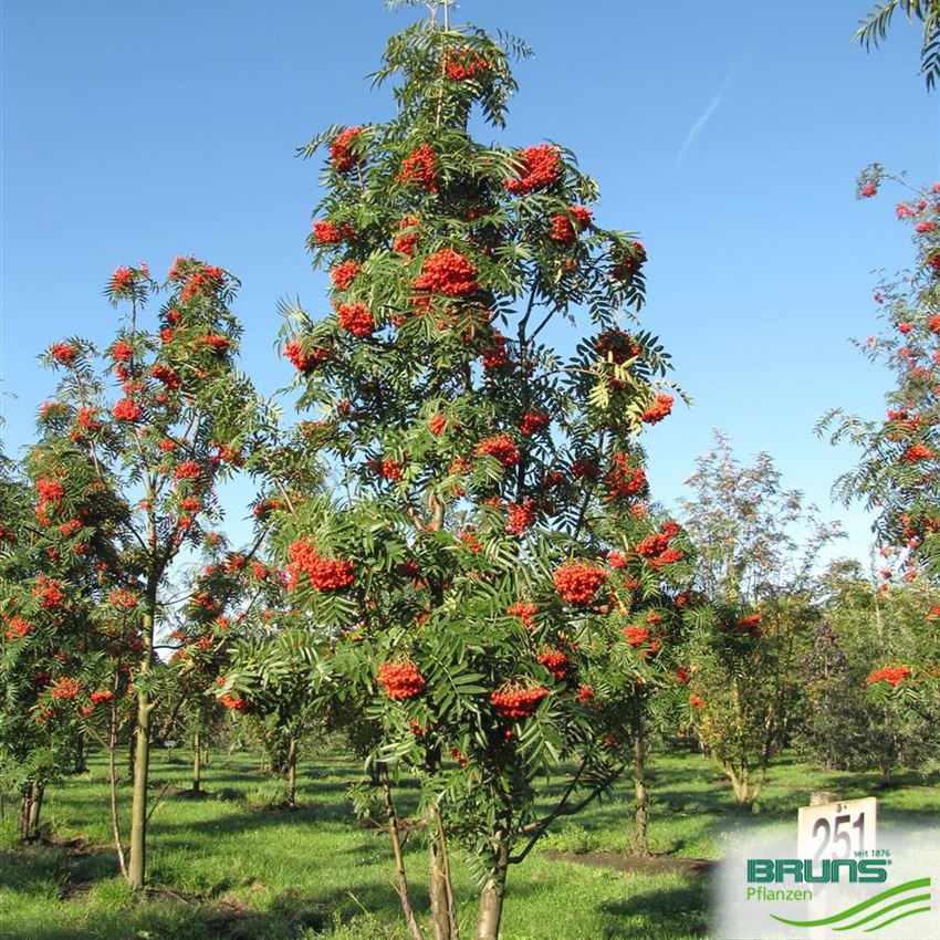 Sorbus commixta 'Dodong' von Bruns Pflanzen