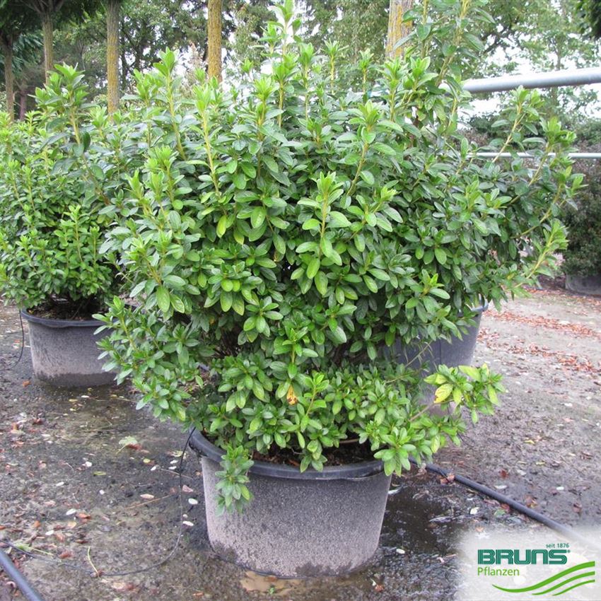 Jap. Azalea kl.bl. 'Treasure' von Bruns Pflanzen