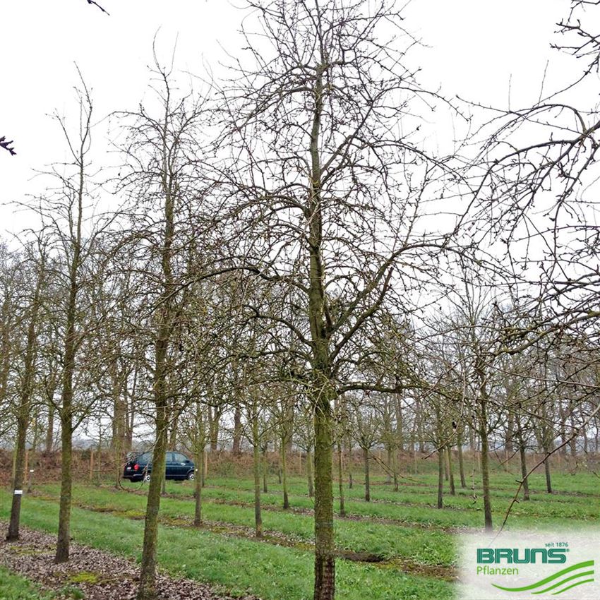 Pyrus communis 'Alexander Lucas' von Bruns Pflanzen
