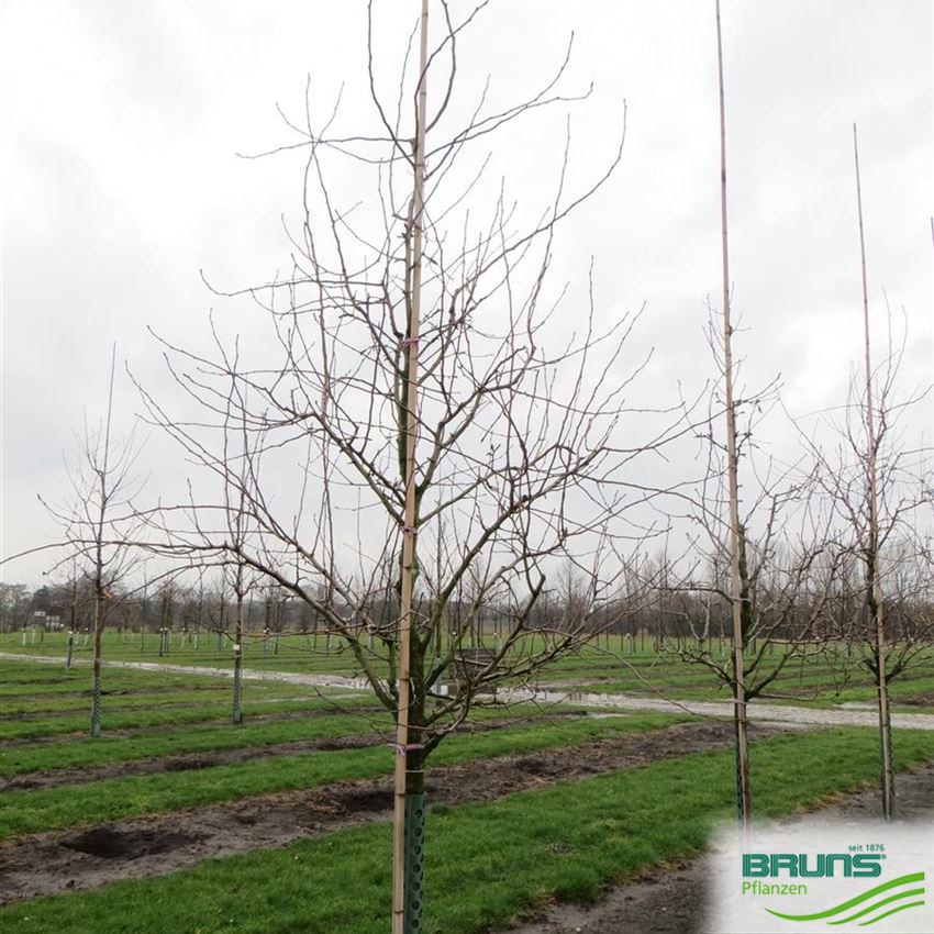 Pyrus communis 'Alexander Lucas' von Bruns Pflanzen