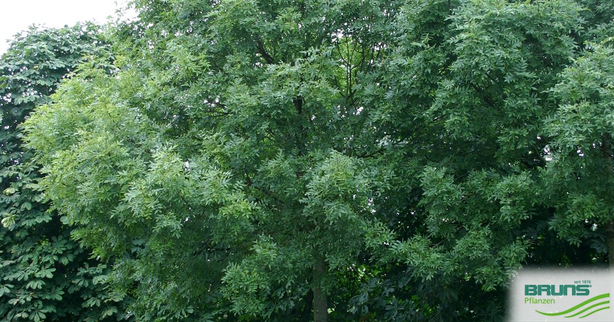 Fraxinus excelsior, Gewöhnliche Esche von Bruns Pflanzen