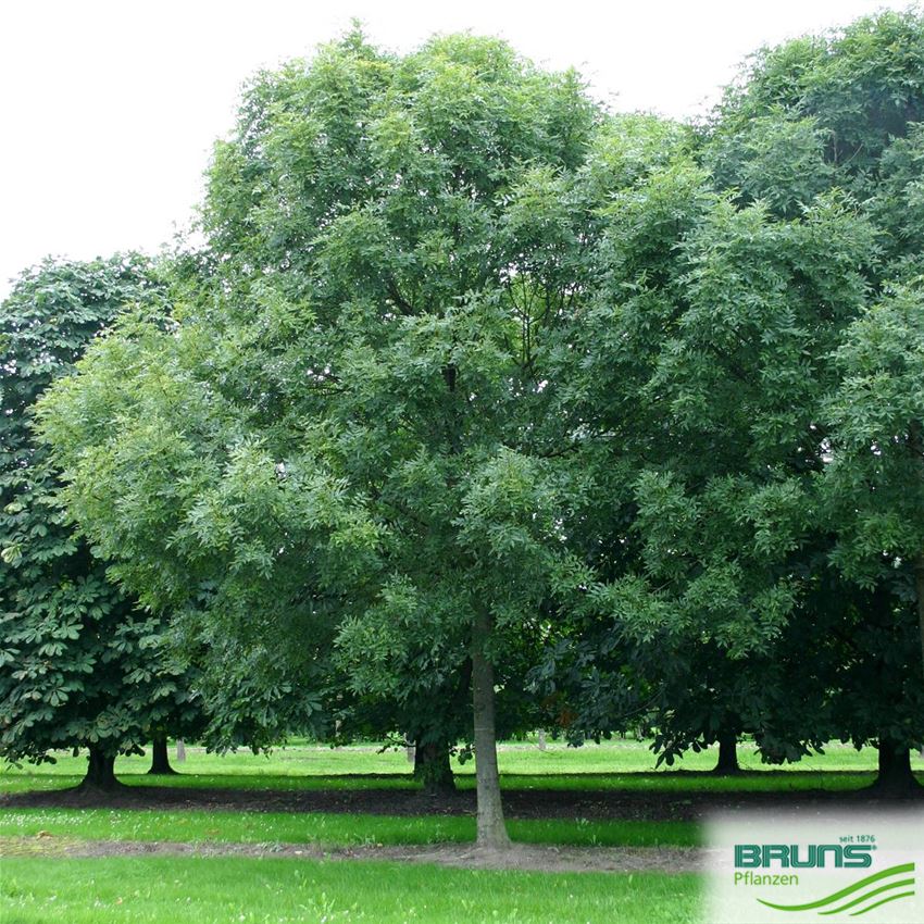 Fraxinus excelsior, Gewöhnliche Esche von Bruns Pflanzen