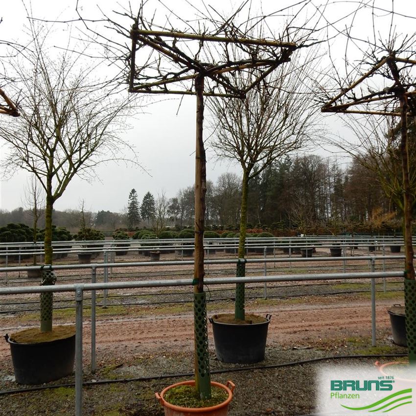 Vitis vinifera - weiss von Bruns Pflanzen