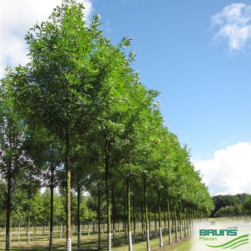 Fraxinus pennsylvanica 'Summit' von Bruns Pflanzen