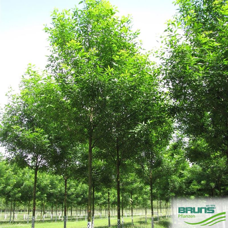 Fraxinus pennsylvanica 'Summit' von Bruns Pflanzen