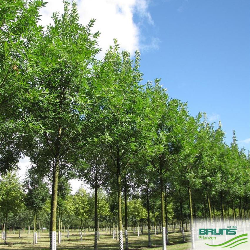 Fraxinus pennsylvanica 'Summit' von Bruns Pflanzen