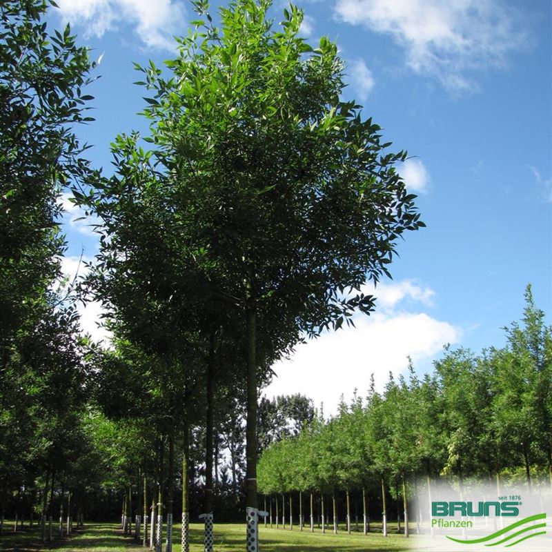 Fraxinus pennsylvanica 'Summit' von Bruns Pflanzen