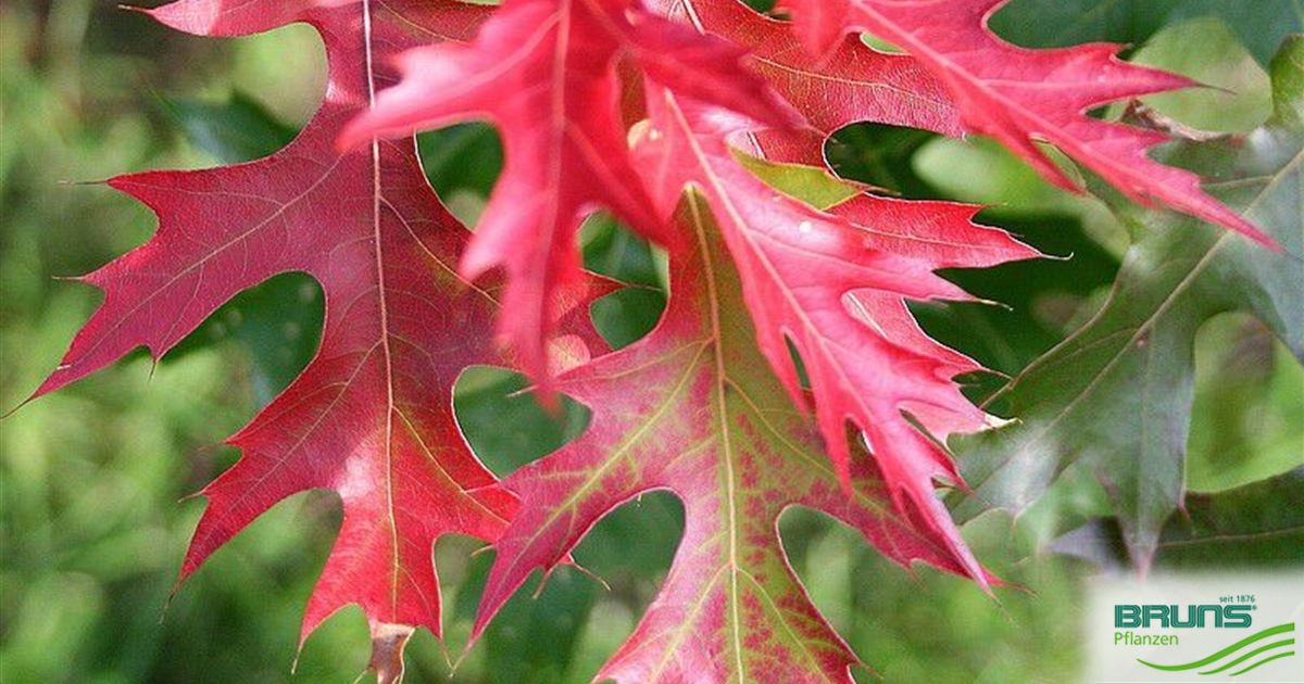 Quercus coccinea 'Fastigiata', Fastigiate scarlet oak von Bruns Pflanzen