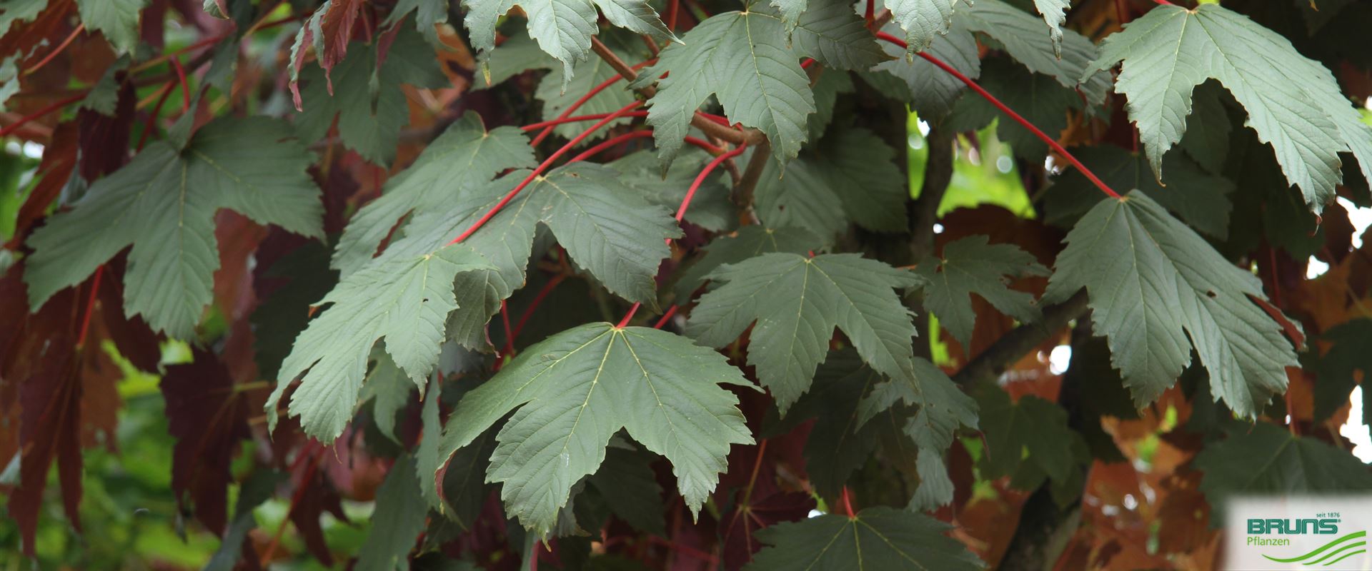 Acer pseudoplatanus 'Atropurpureum' von Bruns Pflanzen