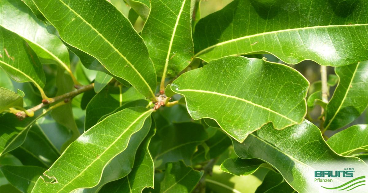 Quercus imbricaria, Shingle Oak von Bruns Pflanzen