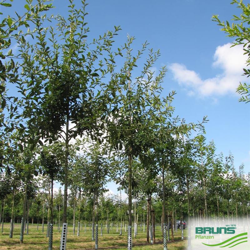 Quercus imbricaria, Shingle Oak von Bruns Pflanzen