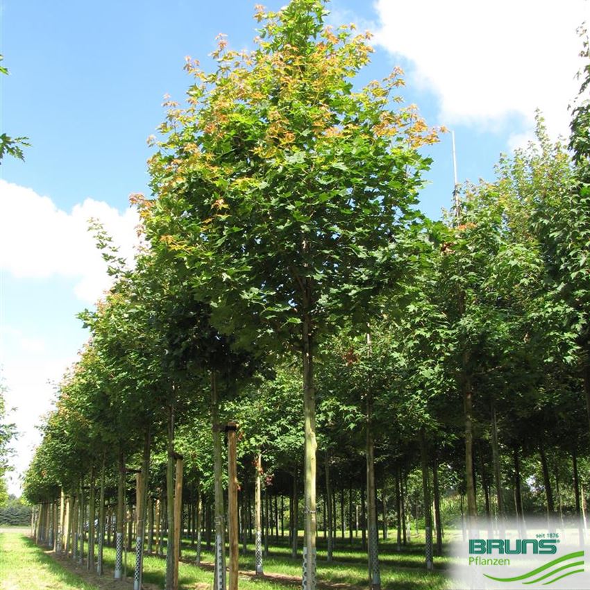 Acer truncatum 'Pacific Sunset' (R), Shantung maple, Shandong maple or ...