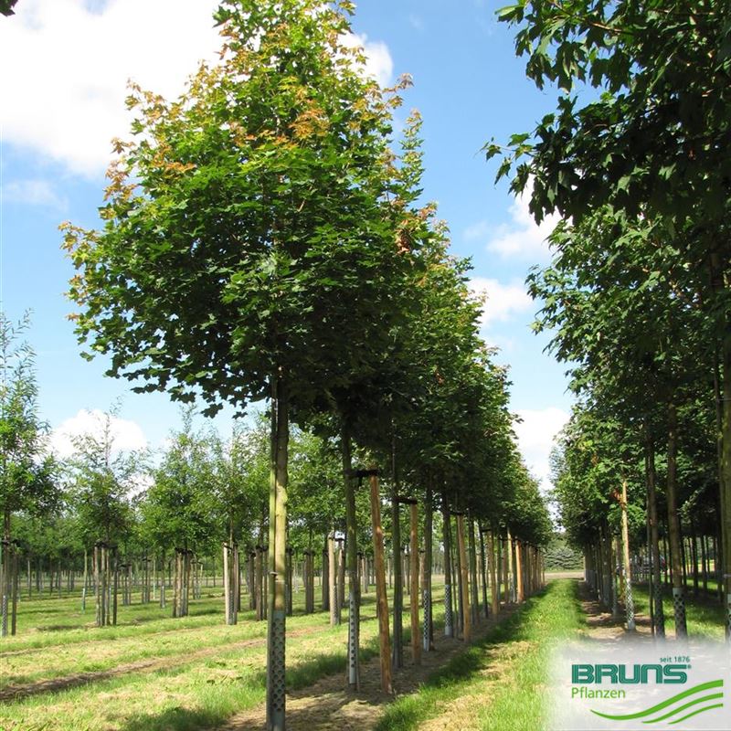 Acer truncatum 'Pacific Sunset' (R), Shantung maple, Shandong maple or ...