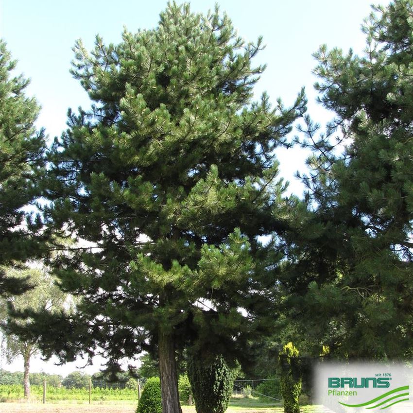 Pinus nigra ssp. nigra, Austrian pine von Bruns Pflanzen