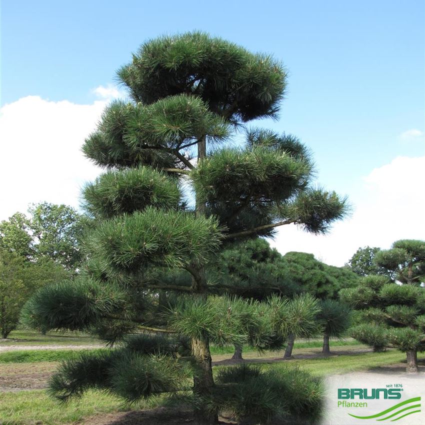 Pinus nigra ssp. nigra, Austrian pine von Bruns Pflanzen