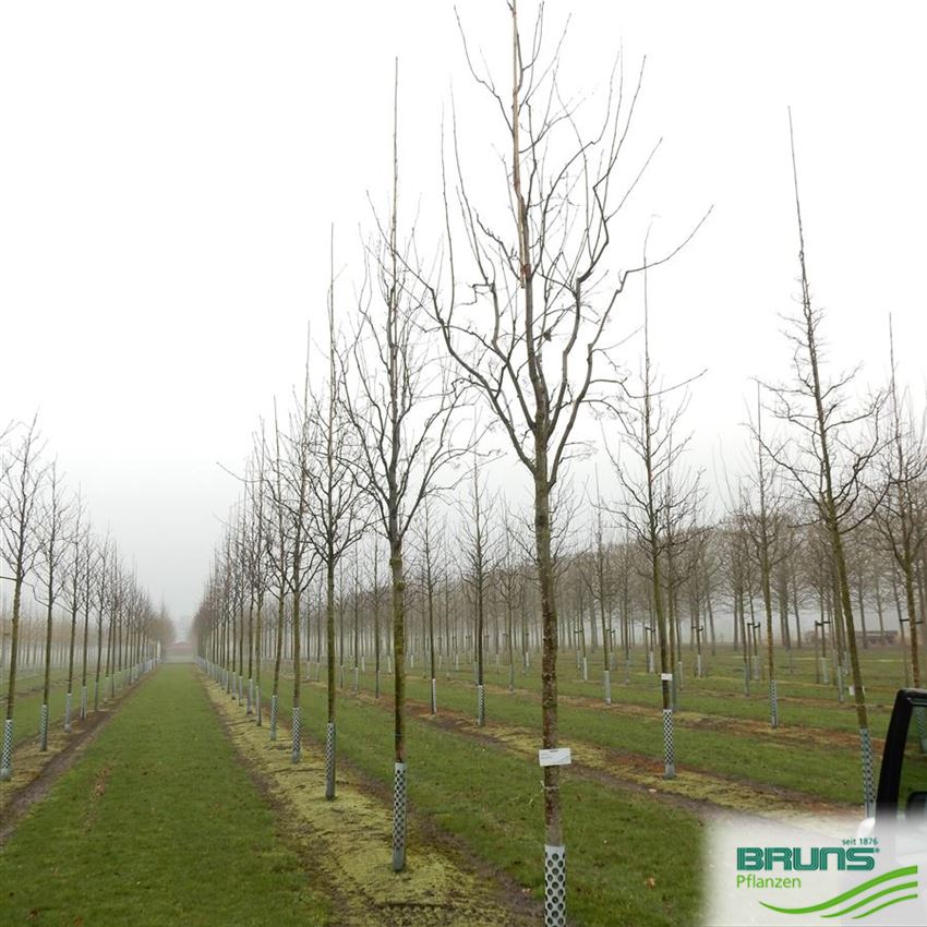 Sorbus aucuparia, Mountain ash, rowan von Bruns Pflanzen