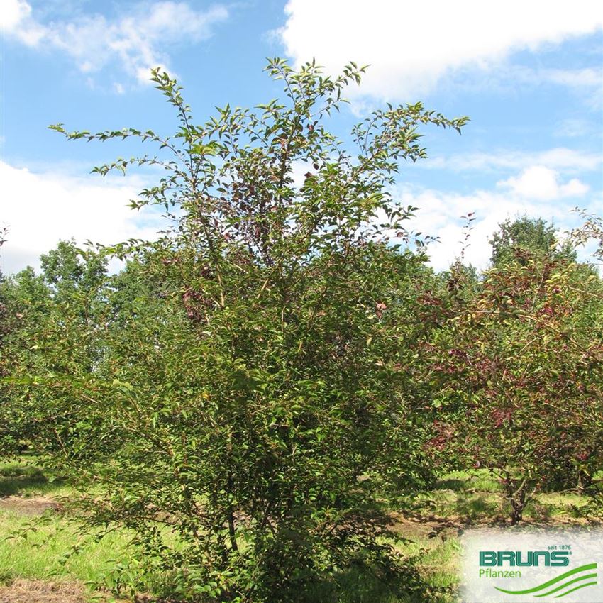 Prunus 'Hally Jolivette' von Bruns Pflanzen