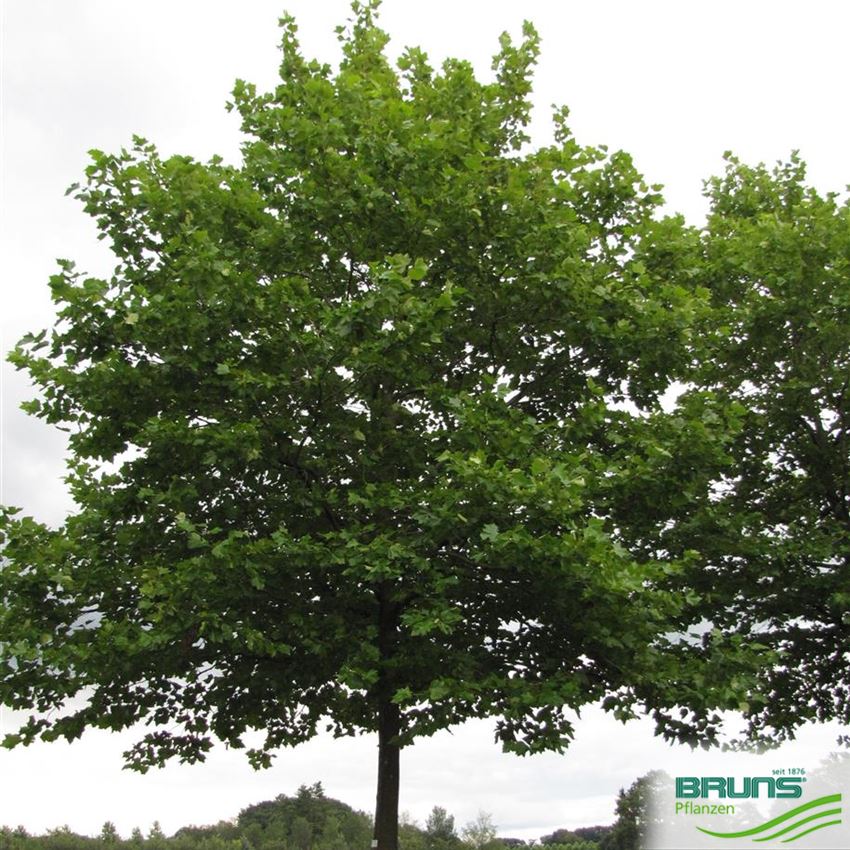 Platanus acerifolia, Ahornblättrige Platane von Bruns Pflanzen