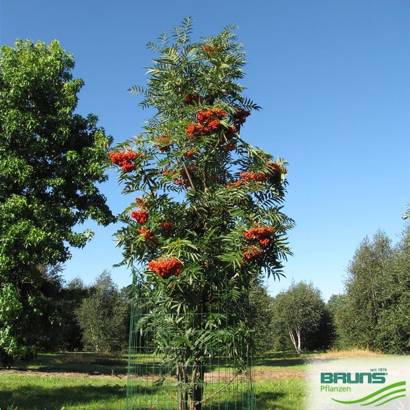 Sorbus commixta 'Dodong' von Bruns Pflanzen