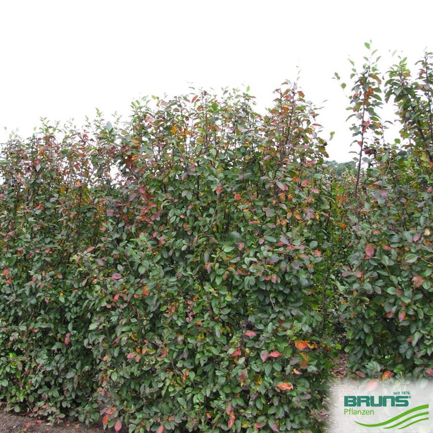 Cotoneaster acutifolius von Bruns Pflanzen